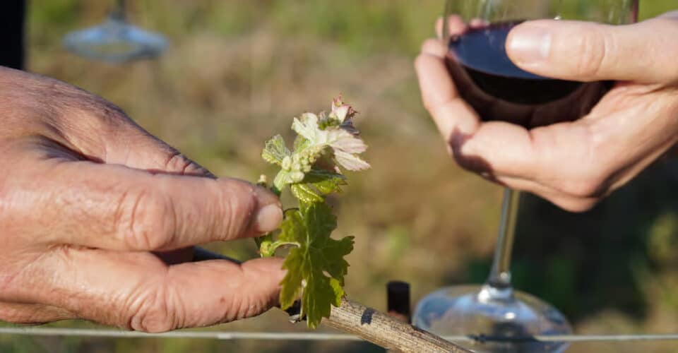 Frascati Wine Tasting Tour - Discover Rome's Hidden Gem